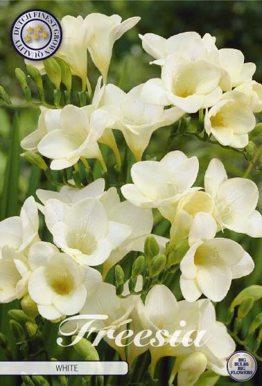 Freesia Single White x15 5/6 - Sam van Schooten
