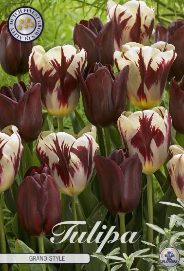 Tulp Grand Style x10 12/+ - Sam van Schooten