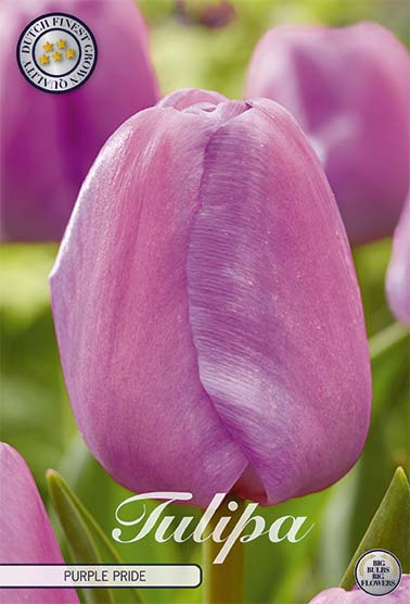 Tulp Darwin Purple Pride x7 12/+ - Sam van Schooten