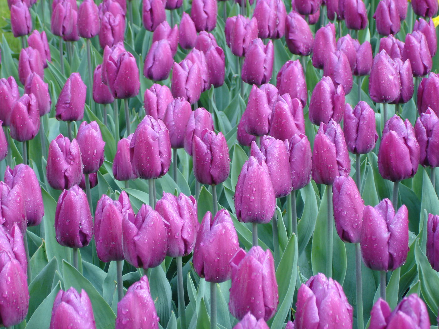 Purple Prince 12/+ - Sam van Schooten