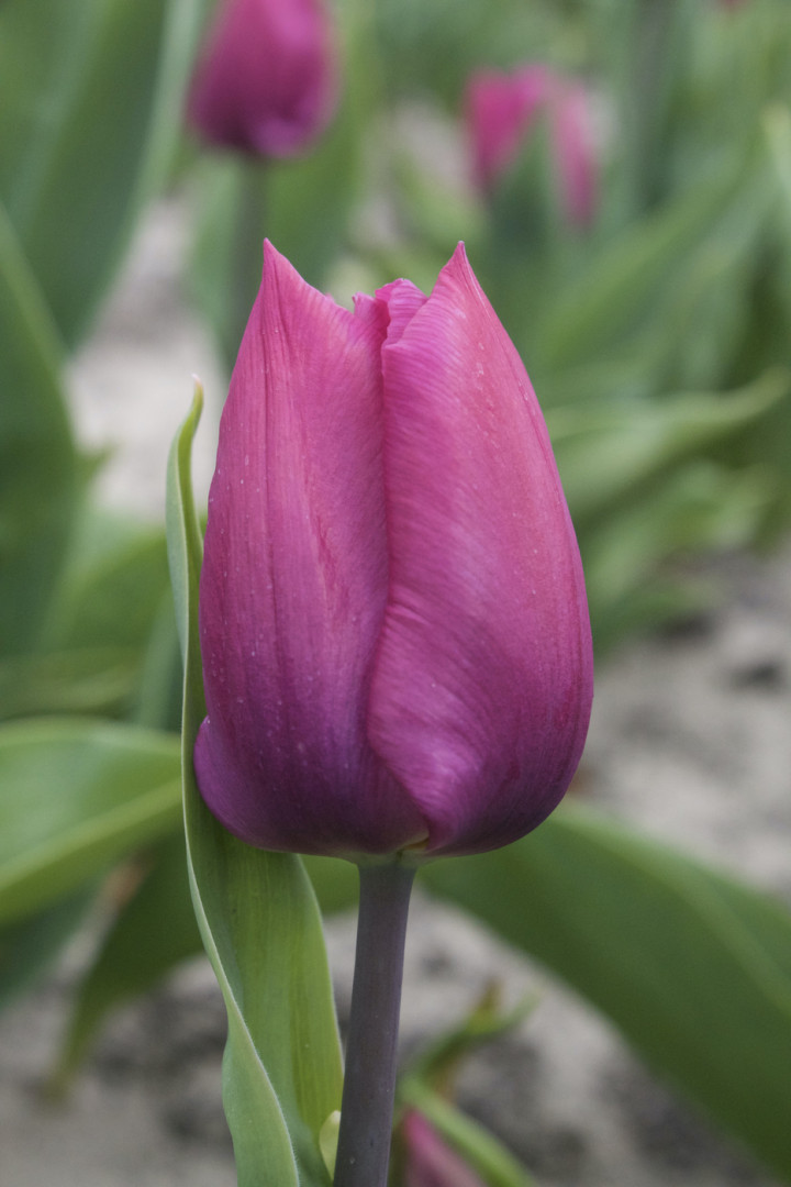 Purple Prince 12/+ - Sam van Schooten