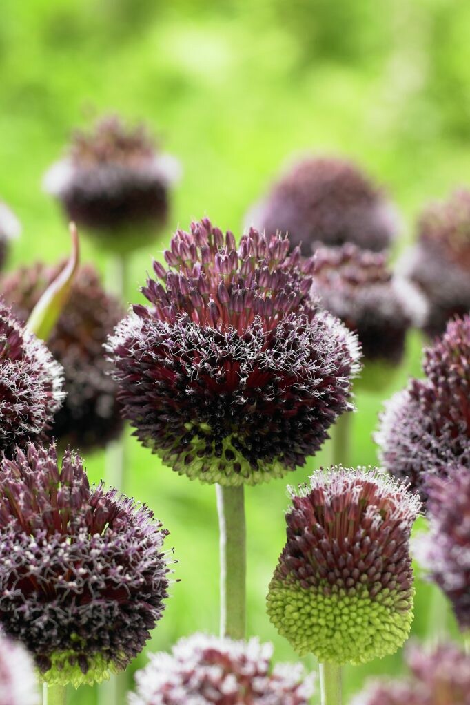 Forelock 14/+ - Sam van Schooten