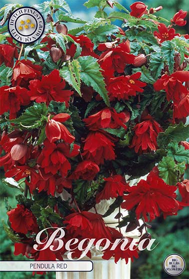 Begonia Pendula Rood x 3 5/6 - Sam van Schooten