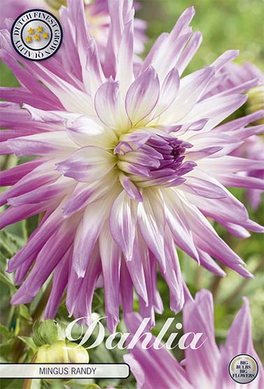 Dahlia Cactus Mingus Randy x 1 I . - Sam van Schooten