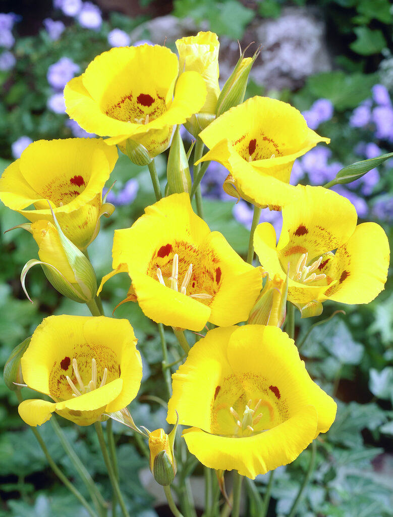 Calochortus - Sam van Schooten