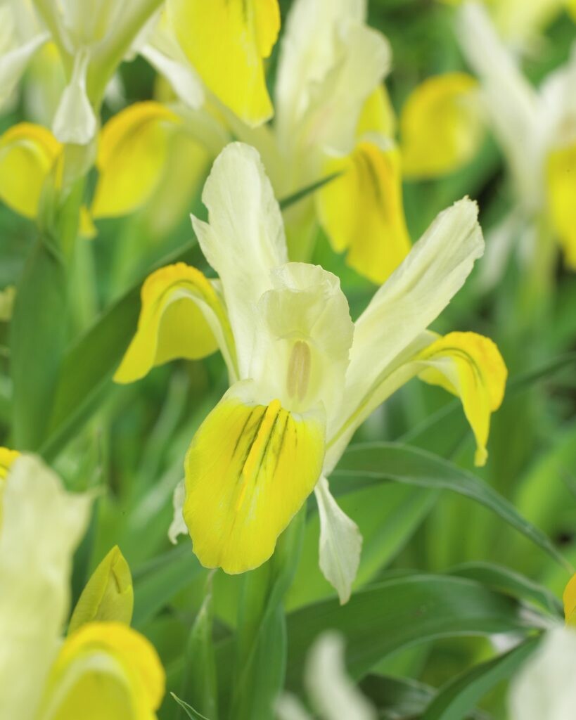 Iris - Sam van Schooten