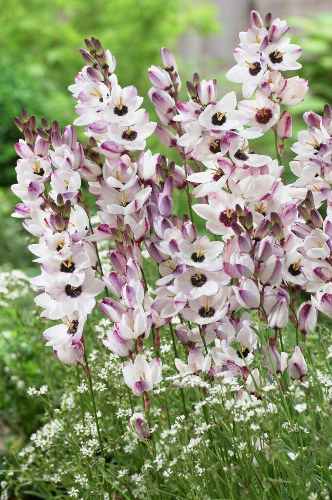 Ixia - Sam van Schooten