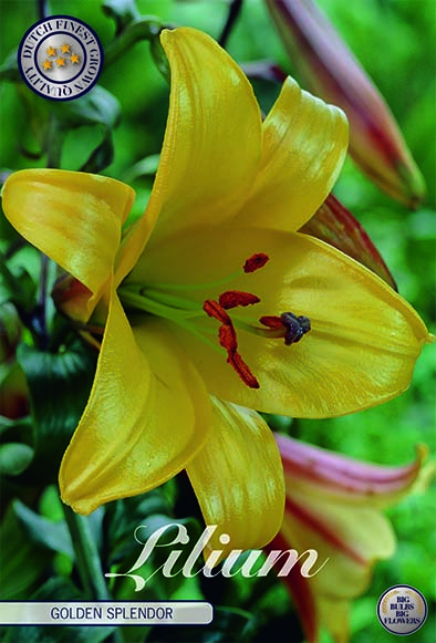 Lilium Golden Splendor x 2 16/18 - Sam van Schooten