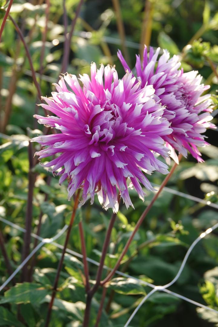 Table Dancer . - Sam van Schooten