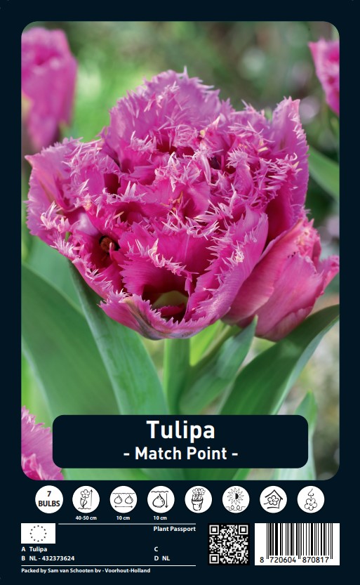 Tulipa Match Point x7 12/+ - Sam van Schooten