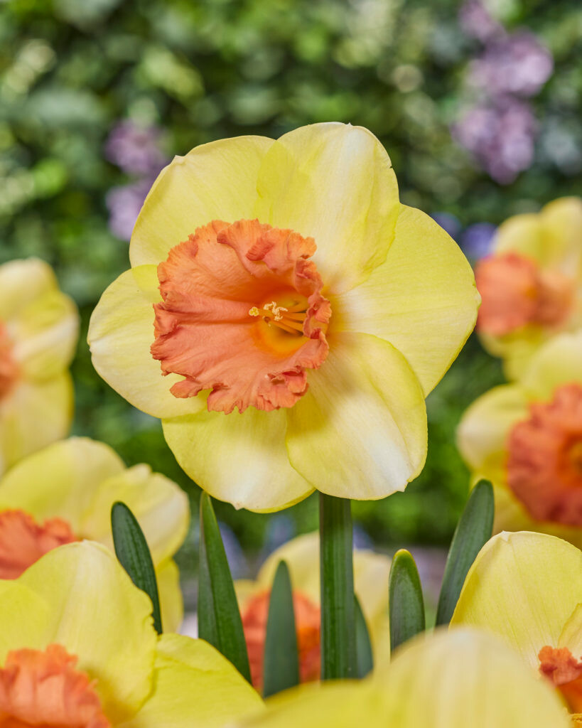 Color Run 14/16 - Sam van Schooten