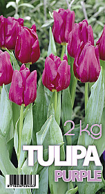 Tulp Purple Prince 2 kg 12/+ - Sam van Schooten