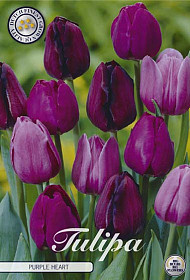Tulp Purple Heart x10 12/+ - Sam van Schooten