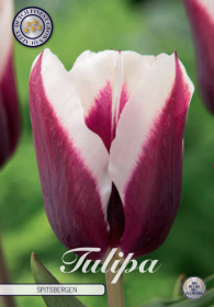 Tulp Triumph Spitsbergen x7 12+ - Sam van Schooten