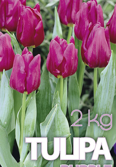 Tulp Purple Prince 2 kg 12/+ - Sam van Schooten
